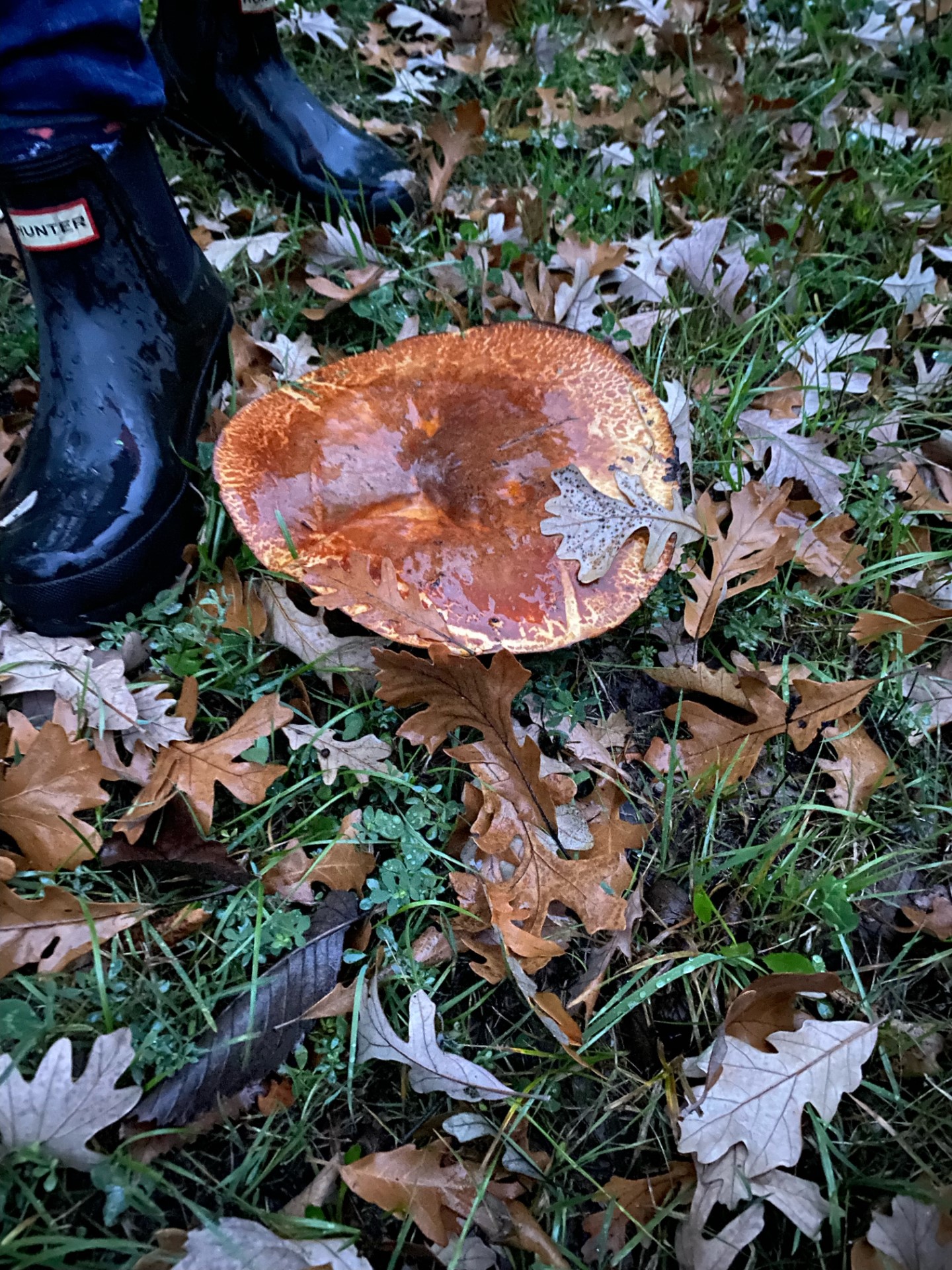 What's up with all the mushrooms? - DiscoverWestman.com - Local news, Weather, Sports, Free ...